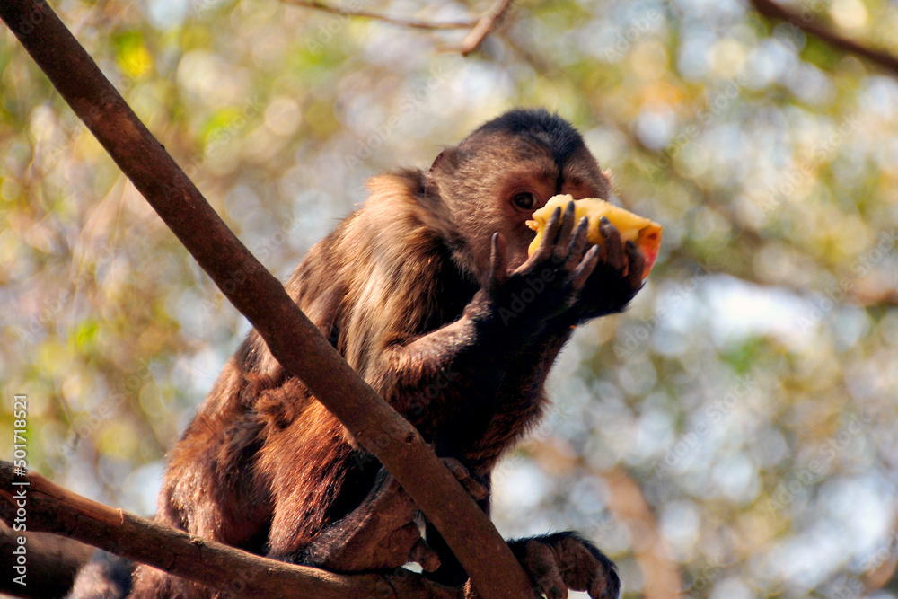 Capuchin Monkey Cebus olivaceus in South Africa photography by Andy ...