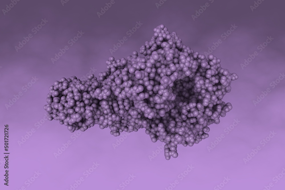 Space-filling molecular model of MERS-CoV complexed with human DPP4 ...