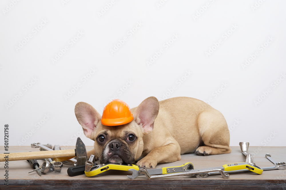 Purebred dog French bulldog with a funny muzzle with big ears and black ...