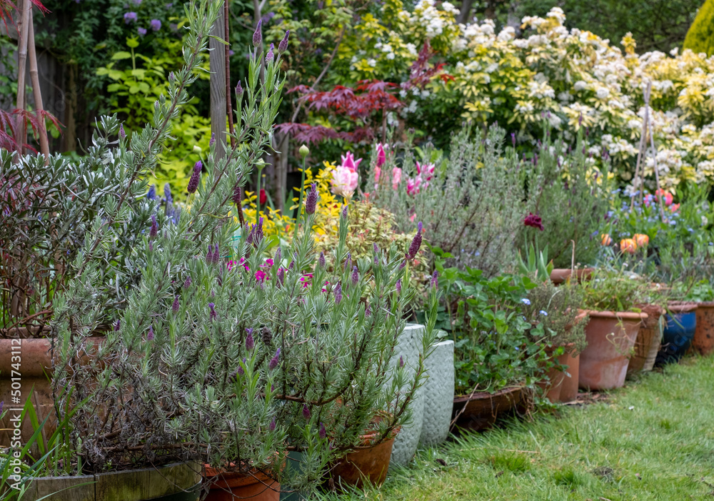 Slightly neglected, overgrown, secluded, messy suburban garden with ...