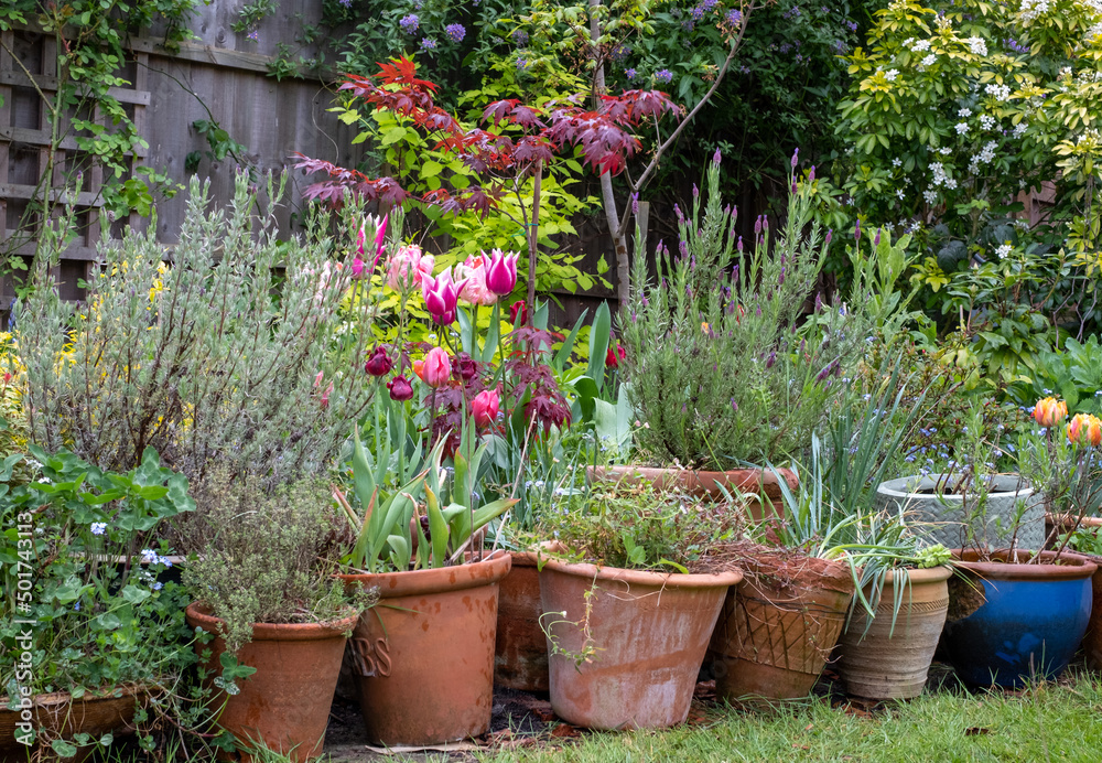 Slightly neglected, overgrown, secluded, messy suburban garden with ...