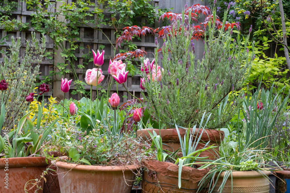 Foto de Slightly neglected, overgrown, secluded, messy suburban garden ...