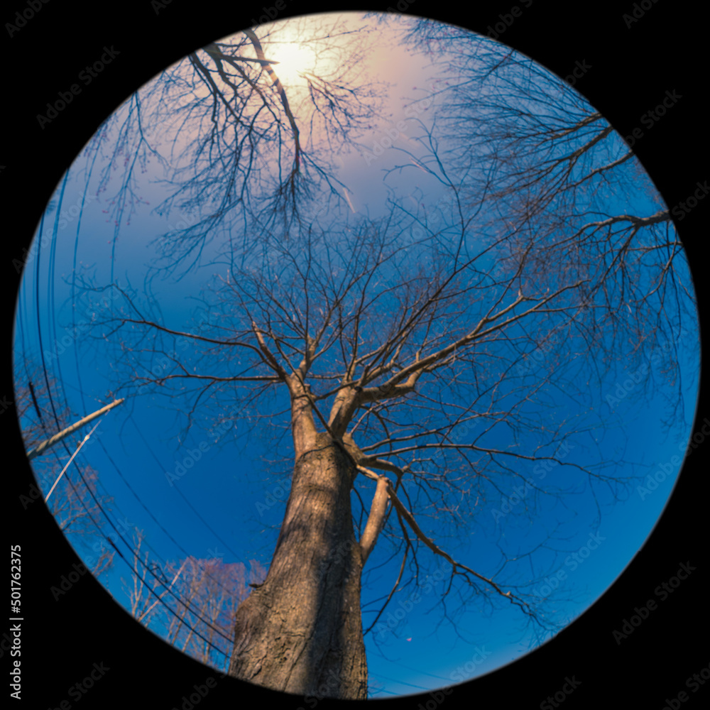 Photograph of a tree and the surrounding sky using a fish-eye lens to ...