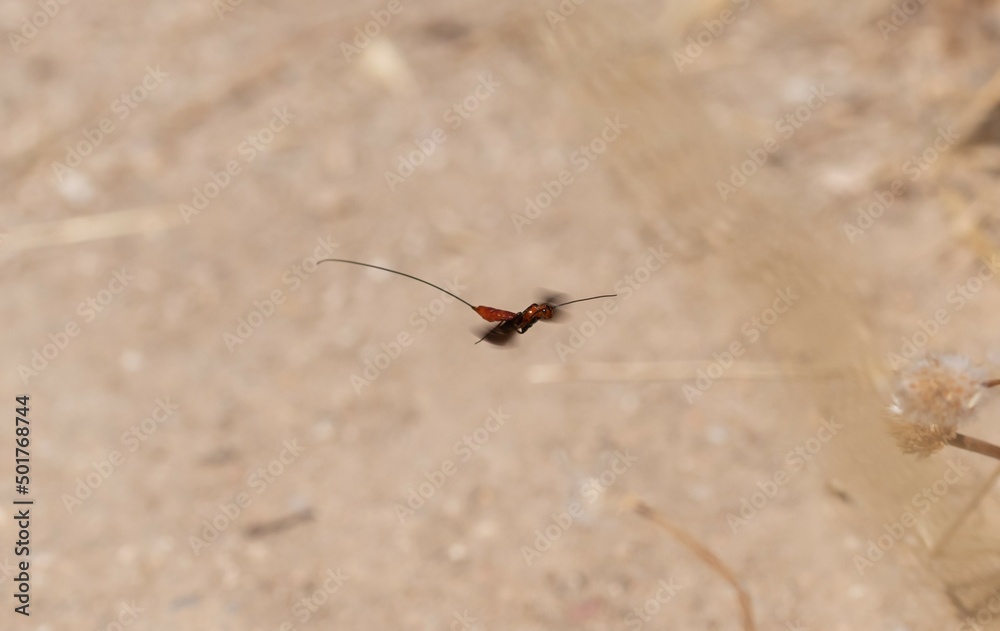 Ichneumonidae sp. Avispa parasitoide. Avispa naranja con ovopositor muy ...