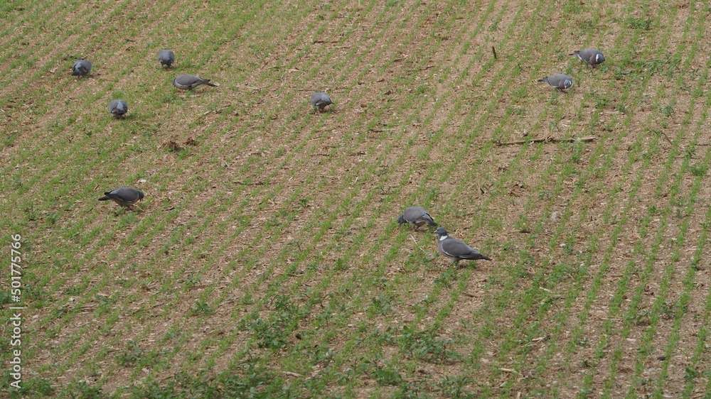 grupo de palomas comiendo en un campo de maiz, color gris y blanco ...