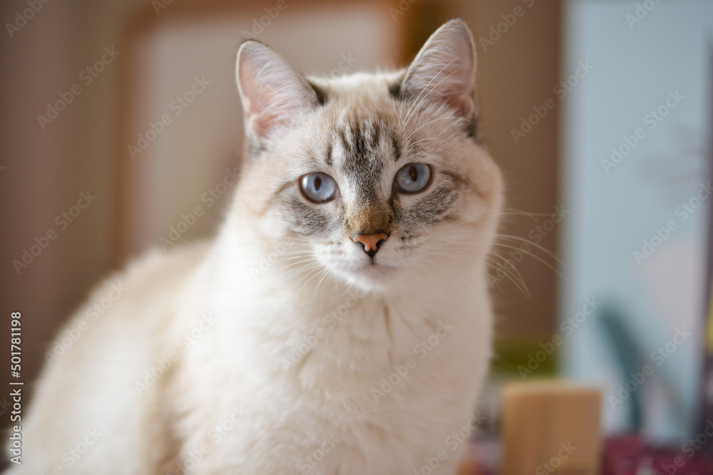 Cream Tabby Cat With Blue Eyes