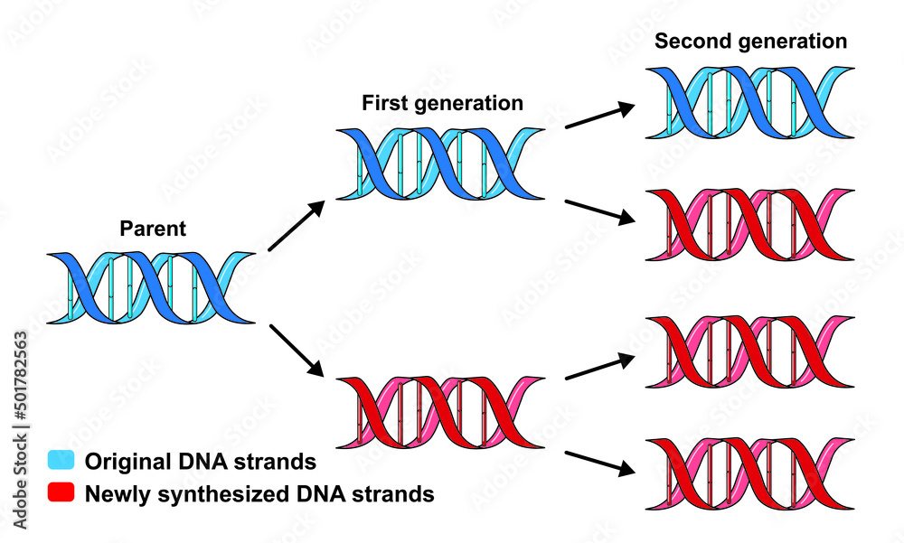 Scientific Designing Of Conservative Replication Of DNA Model. Colorful ...