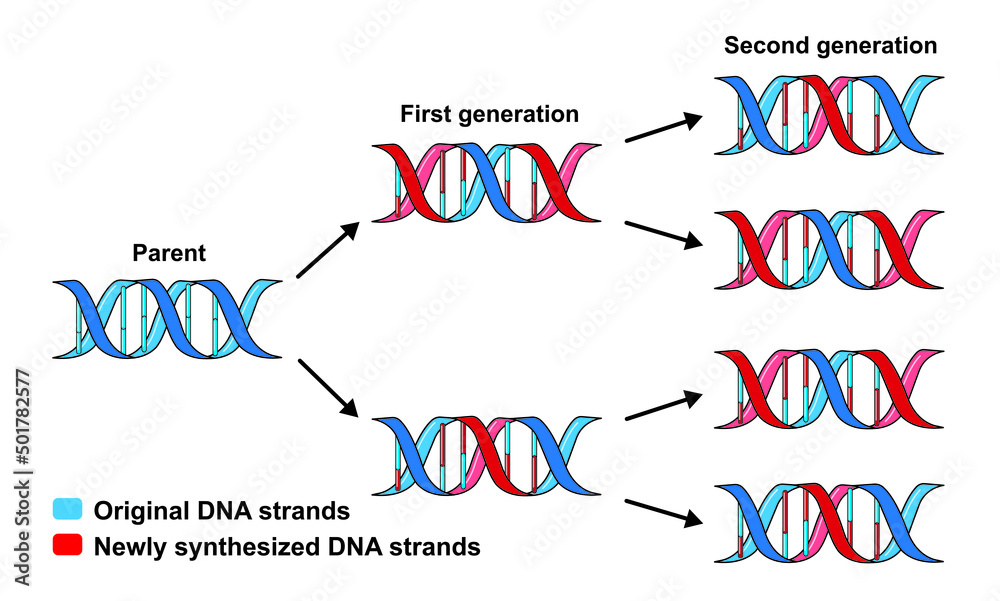 Scientific Designing Of Dispersive Replication Of DNA Model. Colorful ...