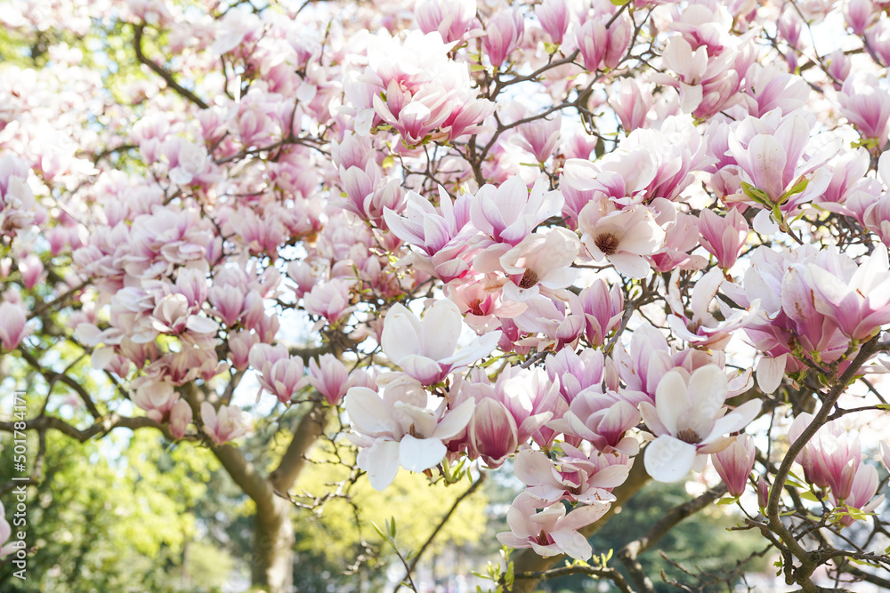 Chinese Magnolia Tree