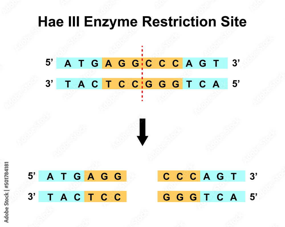 Hae III Enzyme Restriction Site. Vector Illustration. Stock Vector ...
