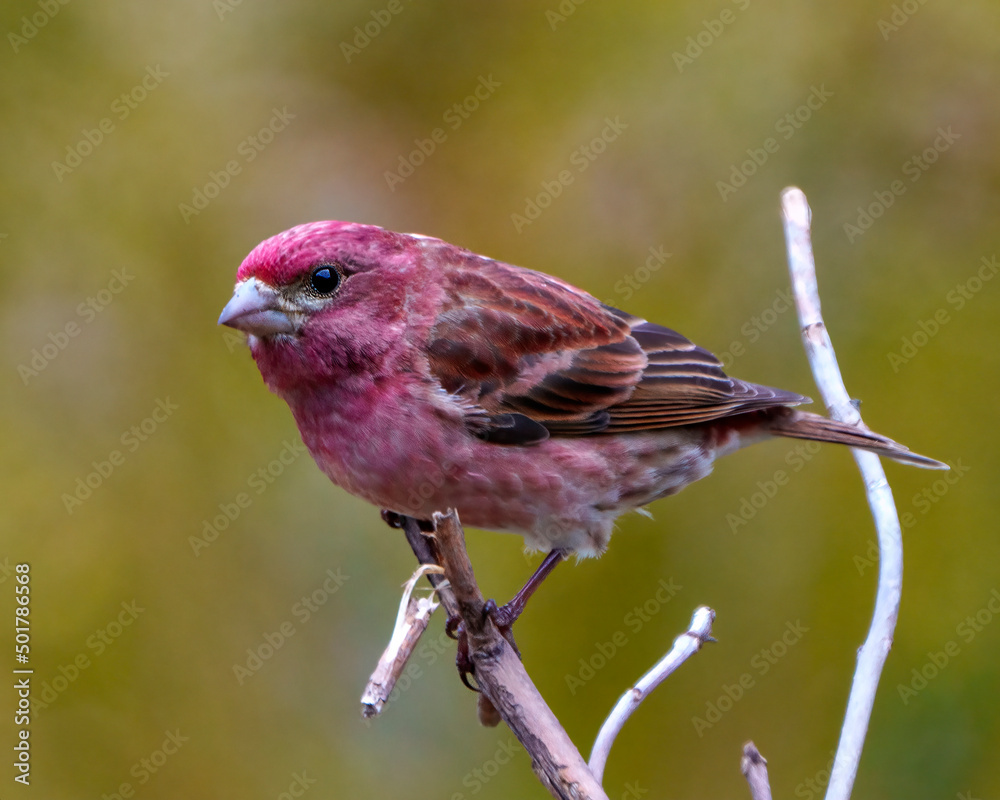 Purple Finch Photo and Image. Finch male close-up profile view, perched ...