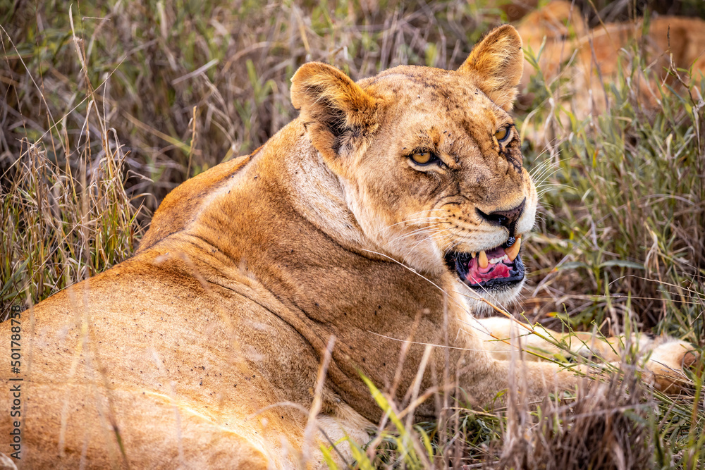 Lioness Pouncing