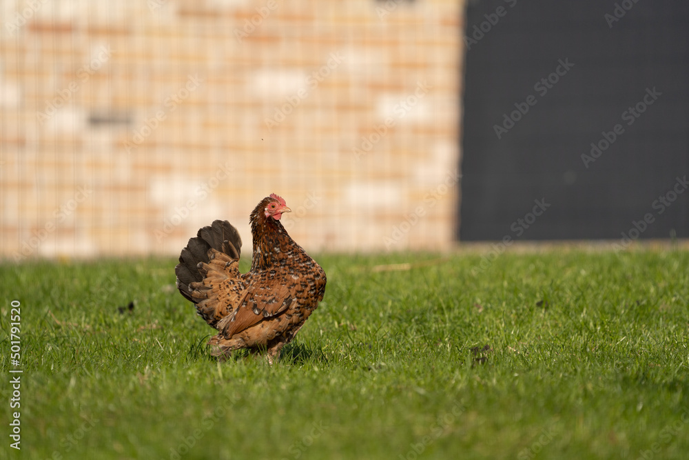 Farm hen chicken on a free range farm, walking in the grass, with ...