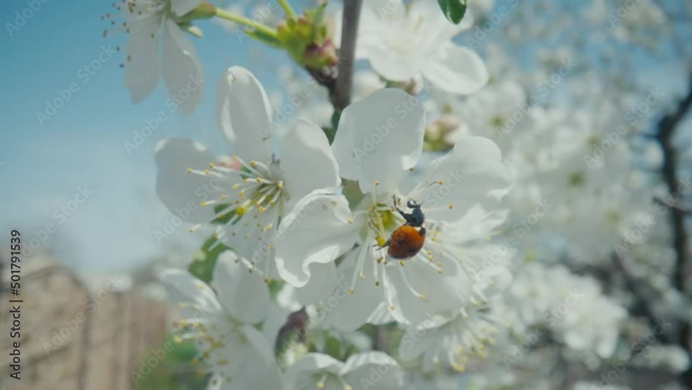Vidéo Stock Small red ladybug pollinating the white flowers of an apple ...