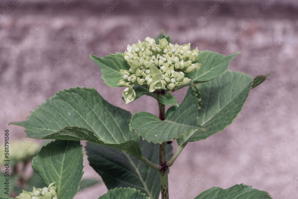Bigleaf Hydrangea Buds