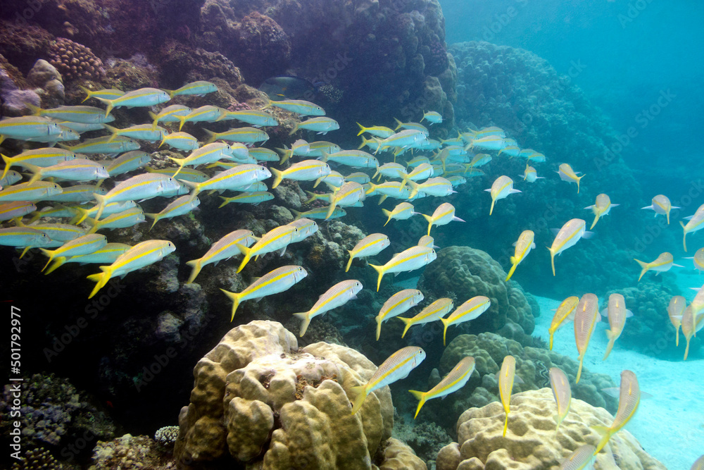 coral reef with shoal of goatfishes and hard corals at the bottom of ...