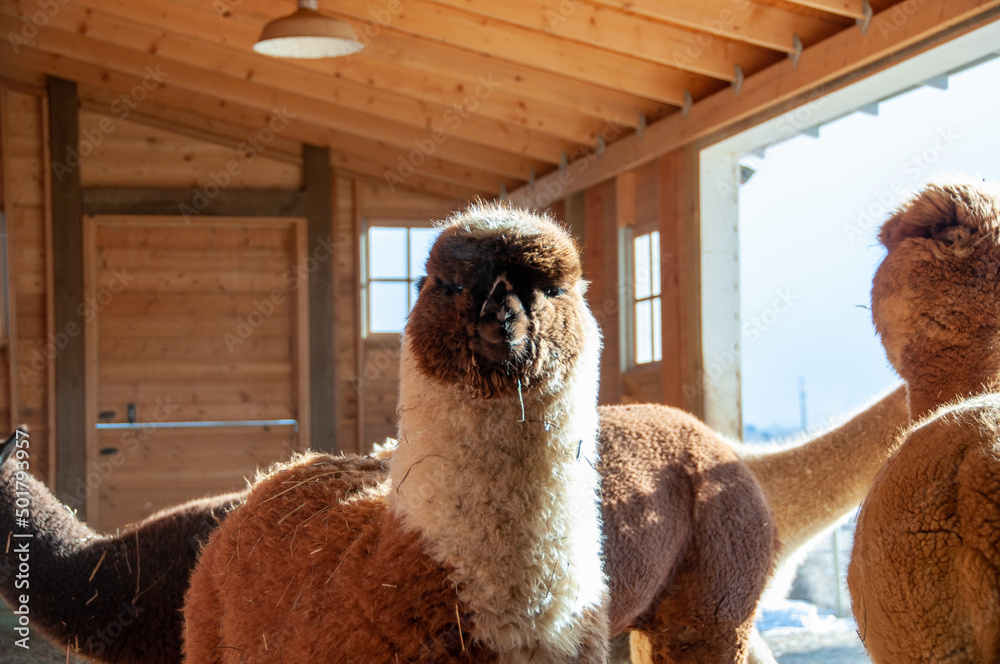 Alpaca at the farm inside the barn Stock Photo | Adobe Stock