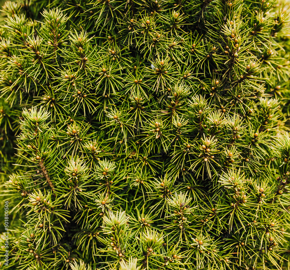 Background, texture of an evergreen perennial plant green spruce conica ...