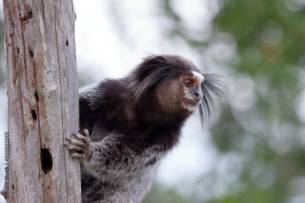 Penicillata Marmoset