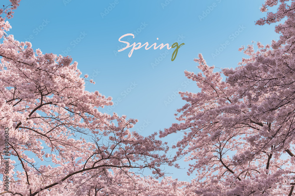 Spring postcard or spring banner. Blooming sakura trees with pink ...