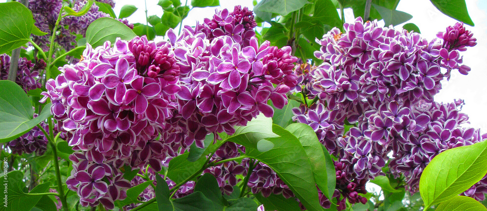 Purple Lilac Edged in White - Sensation - This image shows the ...