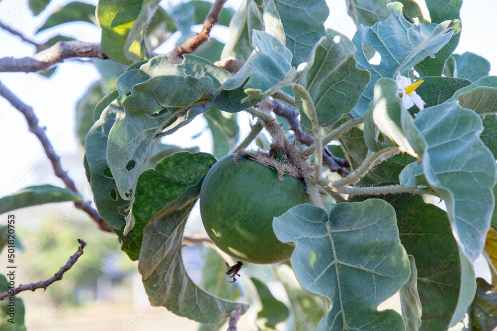 Green fruit of the rare Lobeira plant (Solanum lycocarpum), typical of ...