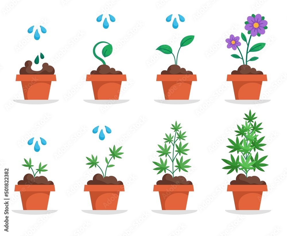 Growth stages of hemp potted plant concept. Infographics with life ...