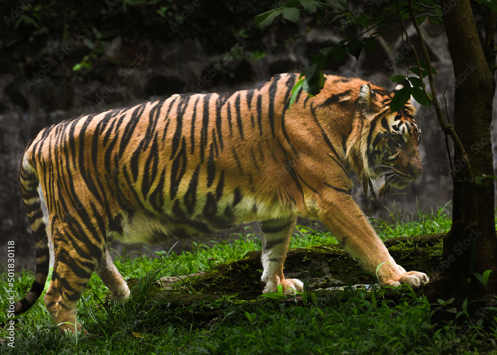 The Tiger Expression ready to pounce, Panthera tigris is the largest ...