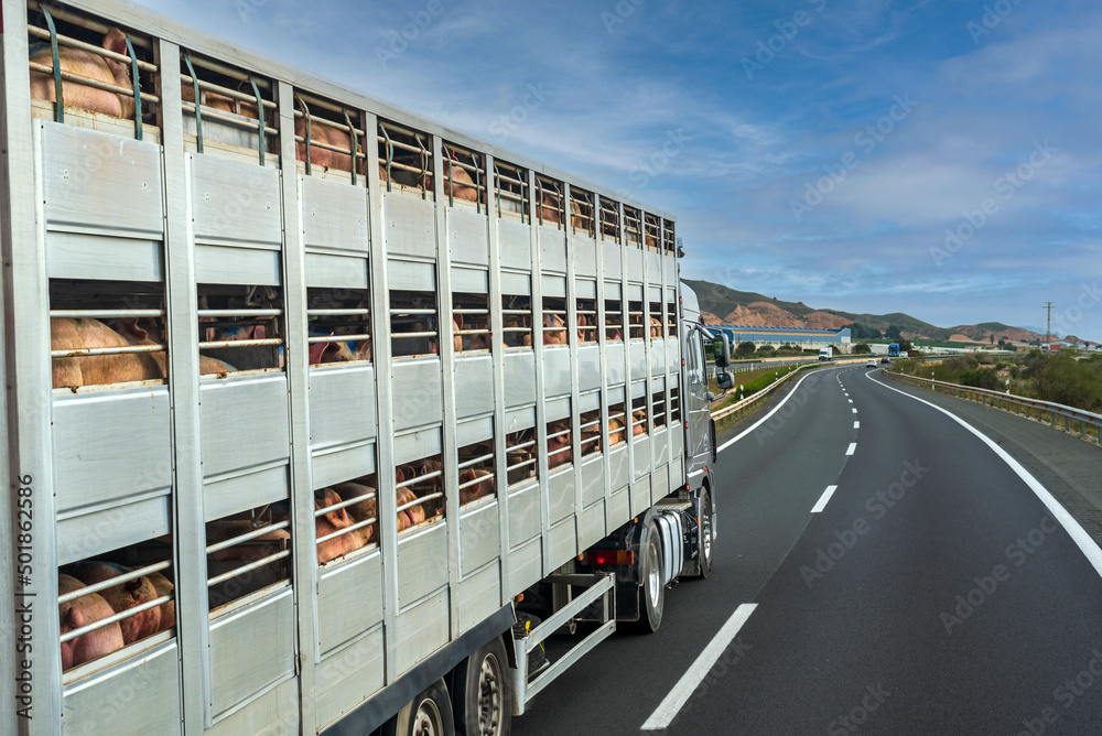 Cage truck for transporting cattle loaded with pigs circulating on the ...