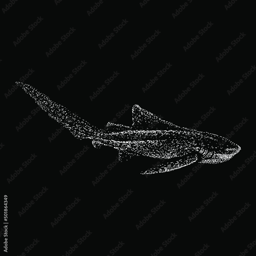 zebra shark hand drawing vector illustration isolated on black ...