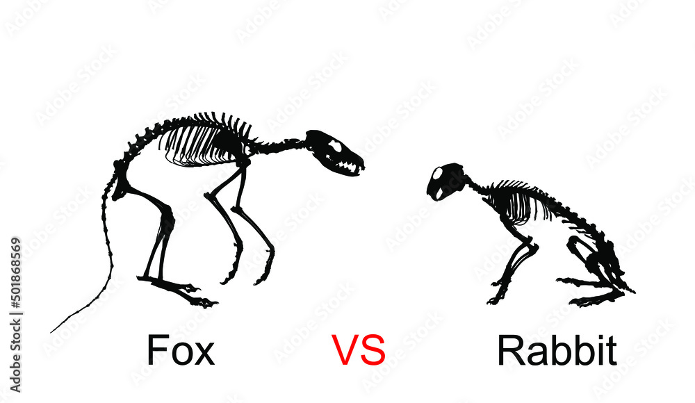 Fox skeleton predator silhouette against prey rabbit skeleton vector ...