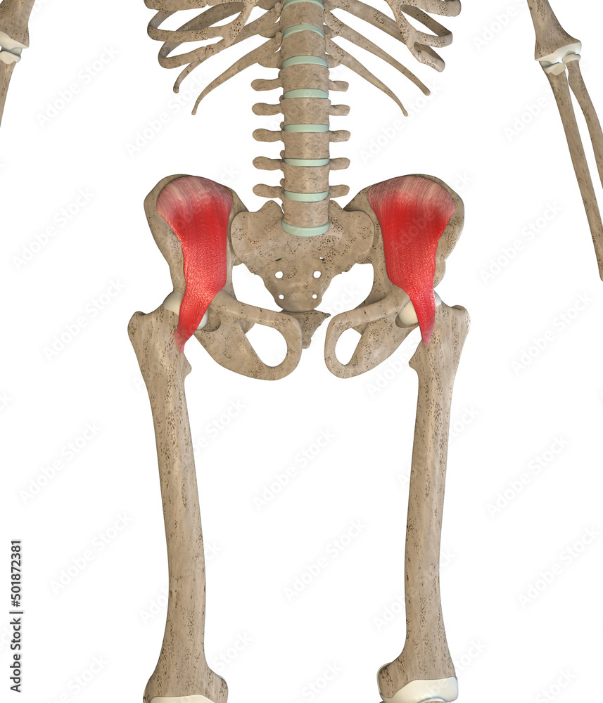 3D Illustration of Iliacus Muscles on White Background Stock ...