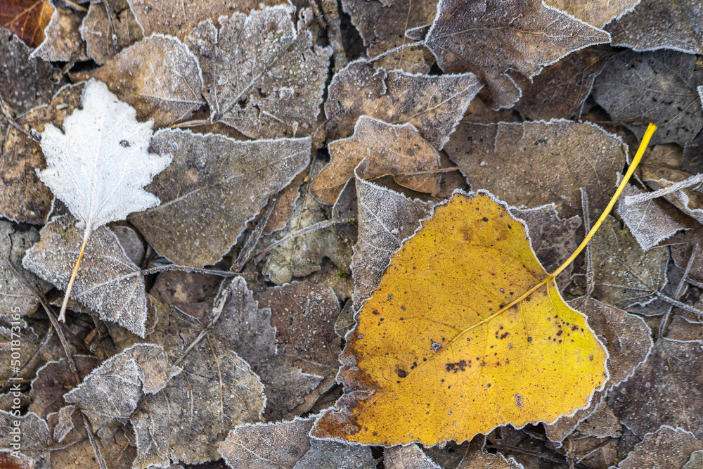 When the first frost arrives and the leaves reach the edges of the ...