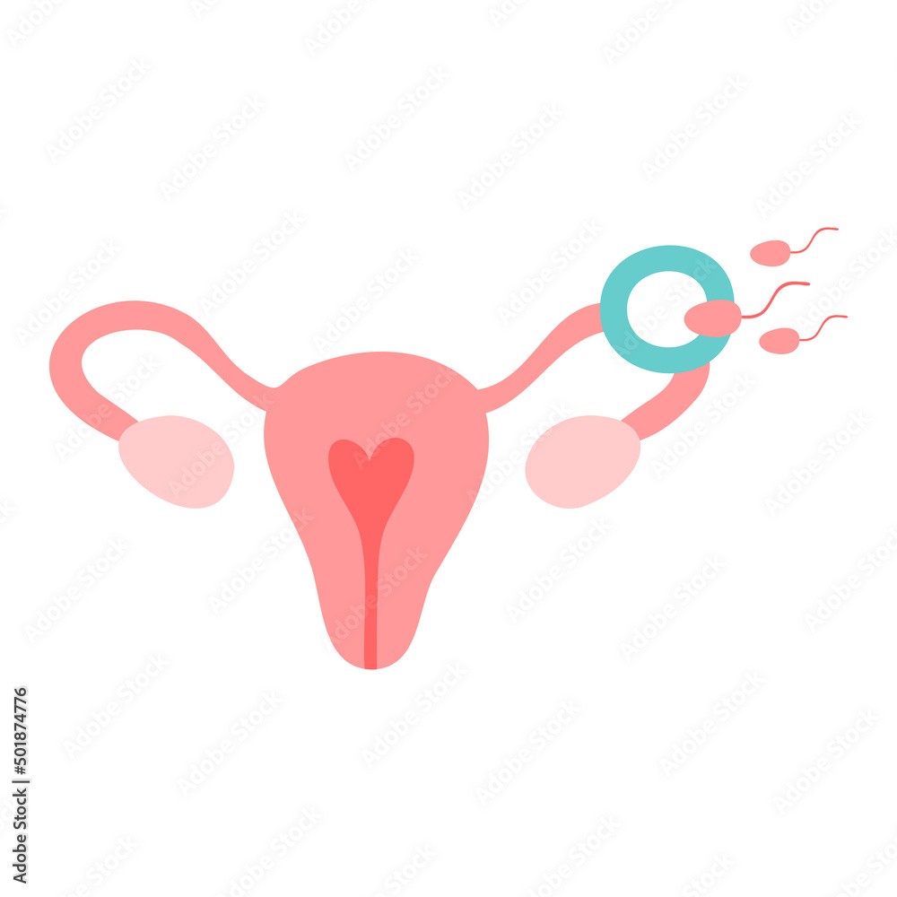 Fertilization icon. Uterus, sperm, insemination. Fertilization in the ...