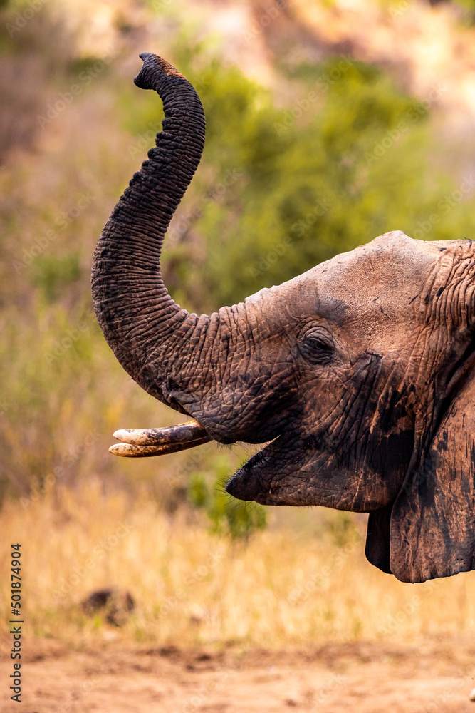 elephant in Kenya. Safari in the Masai mara Tsavo national park. The ...