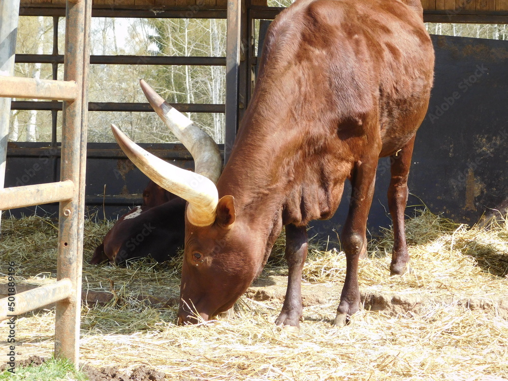 Ankole-Watusi is a modern American breed of domestic cattle. It derives ...