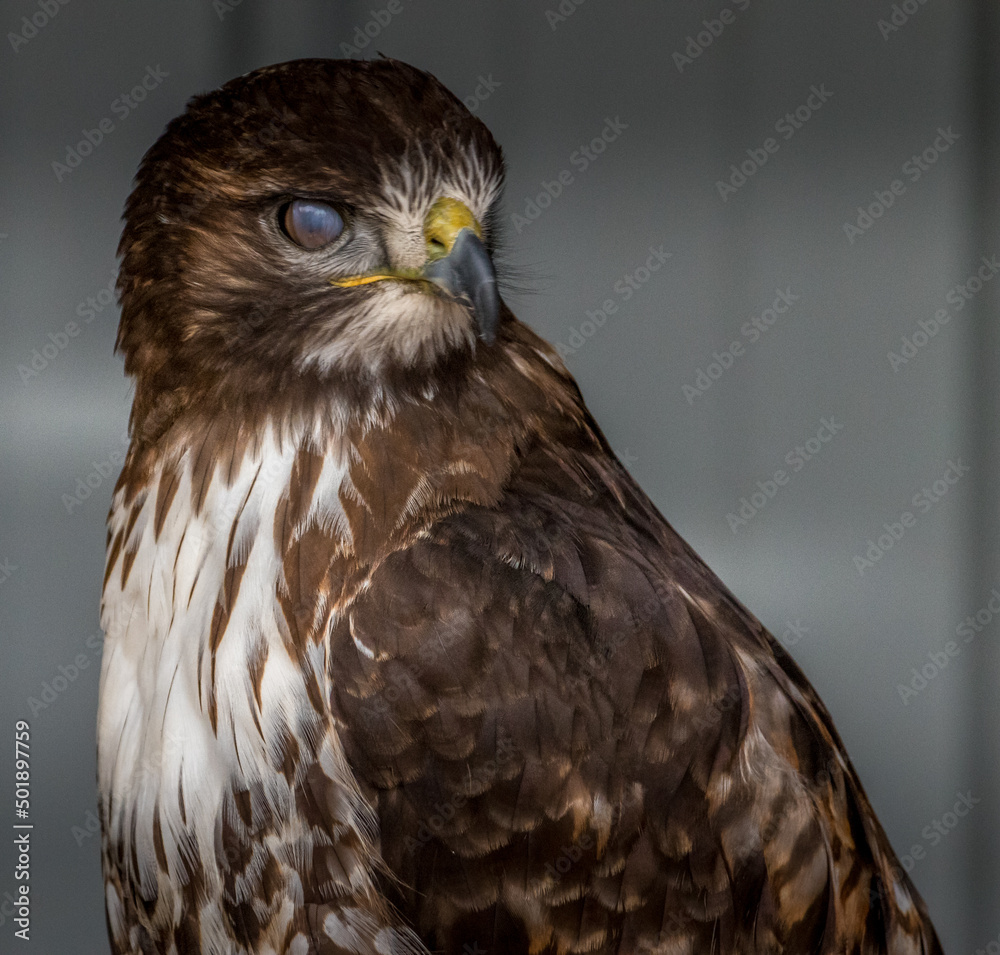 Red Tailed Hawk looks for foodBirds of Prey Centre Coleman Alberta ...