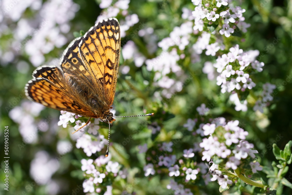 papillon petite violette Stock Photo | Adobe Stock