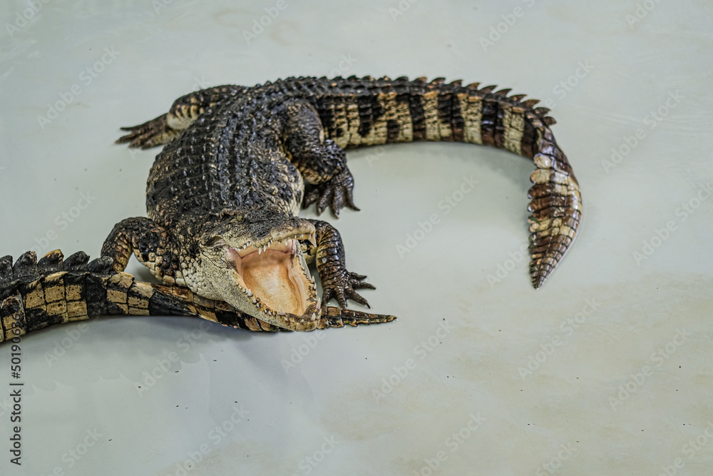 Crocodiles show, Wildlife crocodile isolated on white background with ...