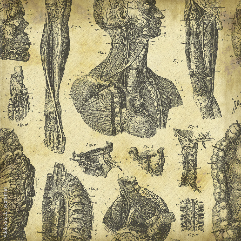 Anatomy Human Body Sketch Vintage Look Stock Illustration | Adobe Stock