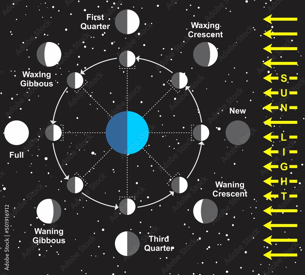 Moon phases vector infographic diagram during monthly cycle on star ...