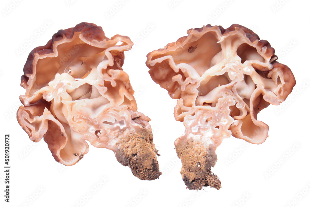 False Morel (Gyromitra esculenta) mushroom cut in half inside ...