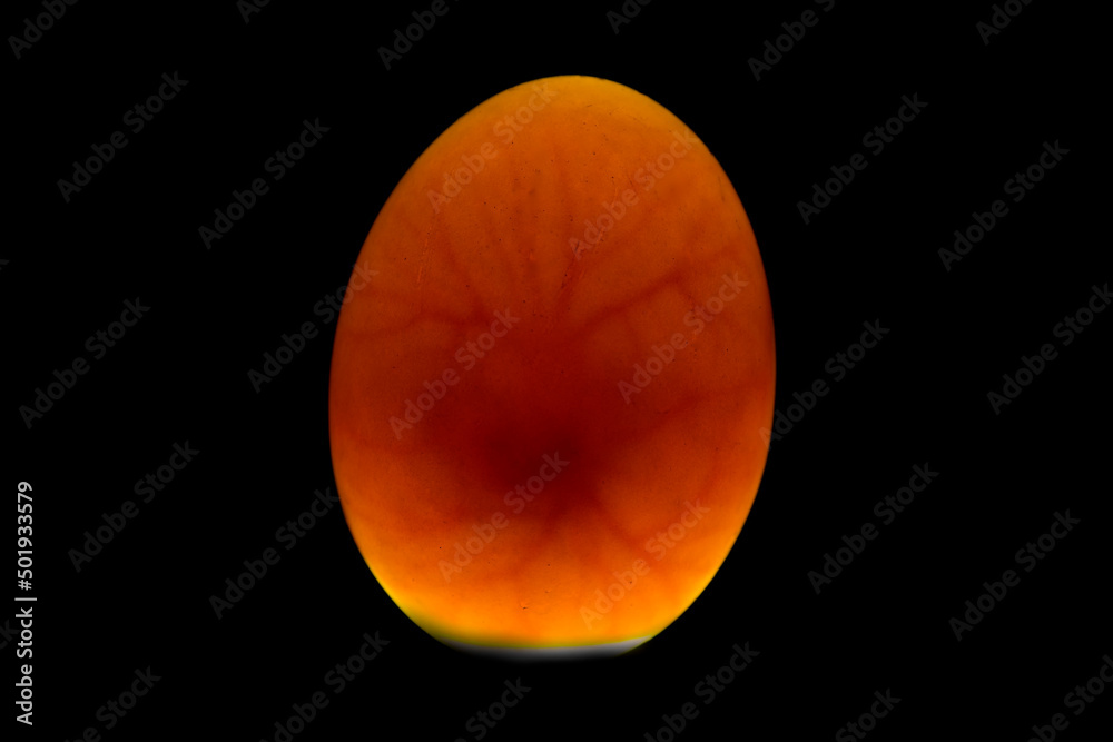 egg with chicken embryo inside. Fertilized egg. Stock Photo | Adobe Stock