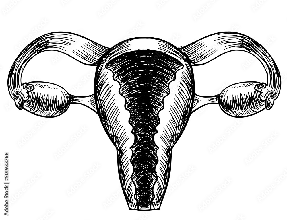 Ovaries and uterus of a woman in sketch style on a white background ...