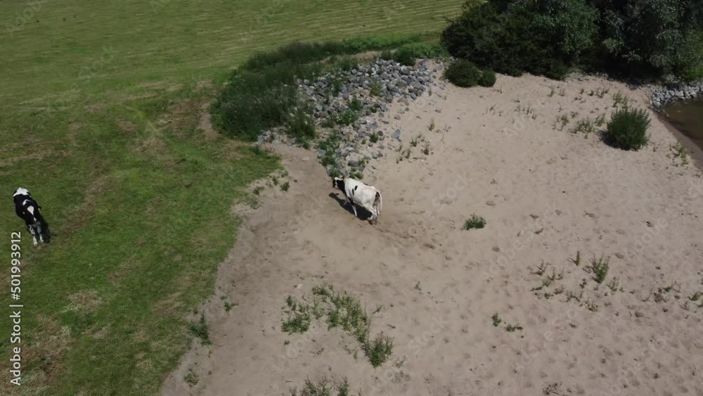 Aerial view of sea cow Holstein Friesian walking over beach next to ...