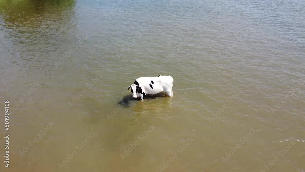 Aerial drone view of sea cow Holstein Friesian next to floating farm ...