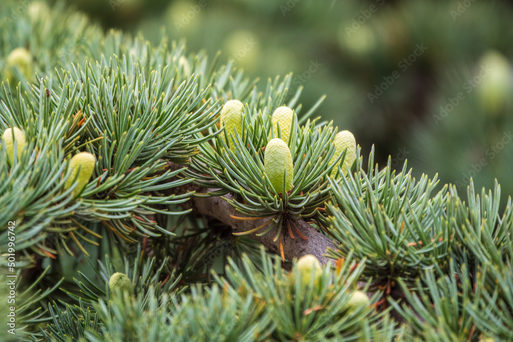 Branch of an Atlas cedar with needles and cones. Cedar Atlas Lat ...