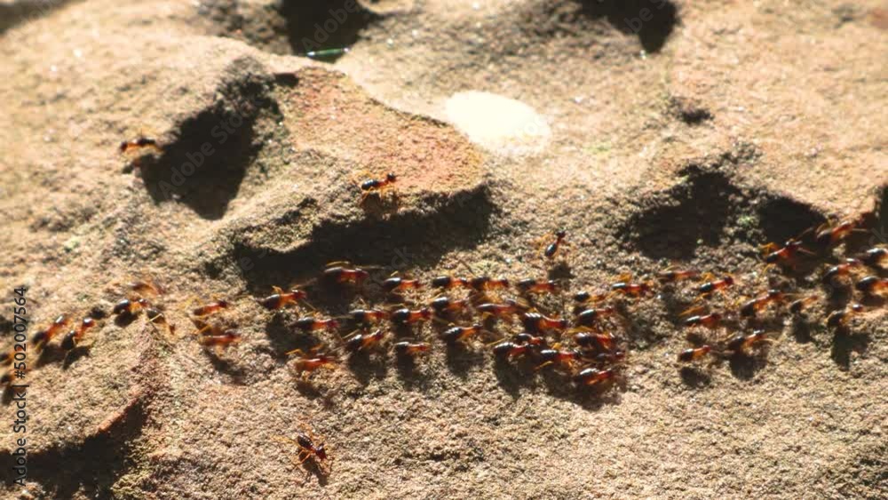 Black ants walking from left to right in line on the stone floor. The ...