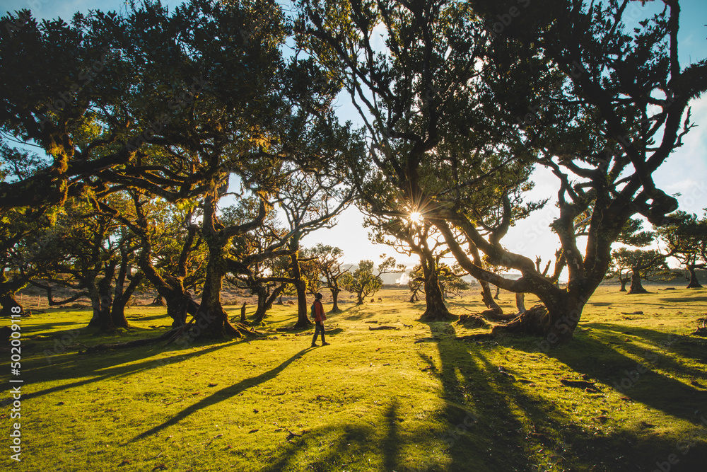 Traveler walk around trees. Most famous tourist destination Fanal on ...