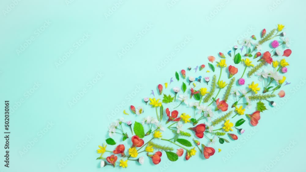 4k Spring concept. A composition of spring natural flowers, buds and ...